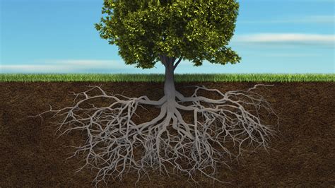 Les racines Système racinaire d un arbre Arboplus