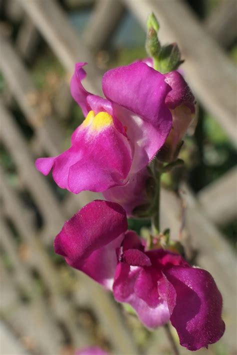 Löwenmaul Großes Löwenmaul Antirrhinum majus c Christa Flickr
