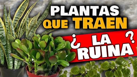 Plantas Que Drenan Tu Energia O Traen Mala Suerte Debemos Sacarlas De