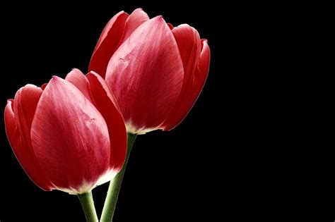 Tulpen Blumen Pflanze Rote Kostenloses Foto Auf Pixabay Pixabay