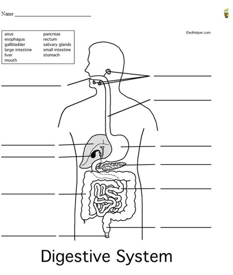 Printable Digestive System Worksheet