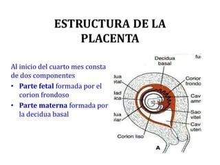 DEL TERCER MES AL NACIMIENTO EL FETO Y LA PLACENTA PPT