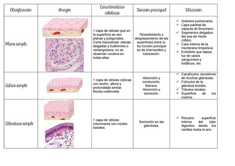 Clasificaci N Tejido Epitelial Clasificaci N Imagen Caracter Sticas