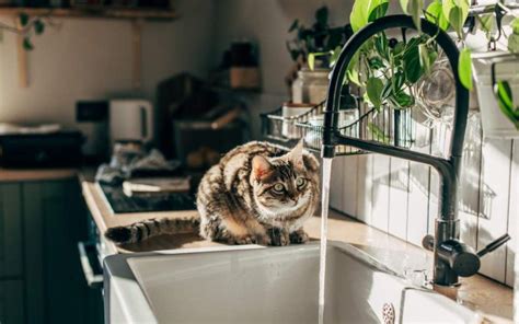 Por qué los gatos odian el agua la clave puede estar en su evolución