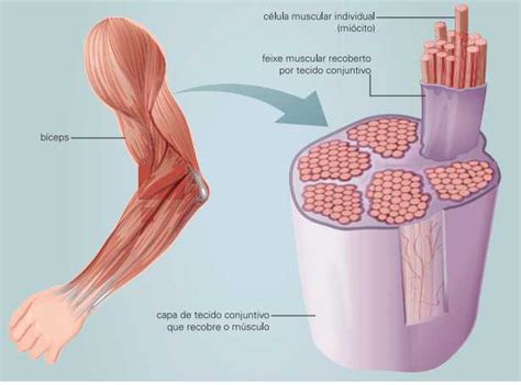 Tecido muscular liso estriado esquelético e cardíaco Planeta Biologia