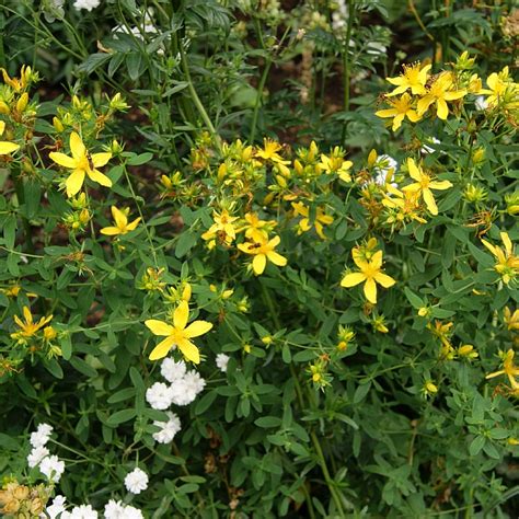 Hypericum Perforatum Find Haveplanter