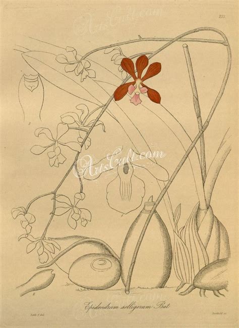 Pin By Maxie Jingles On Graphite Illustrations Botanical Drawings