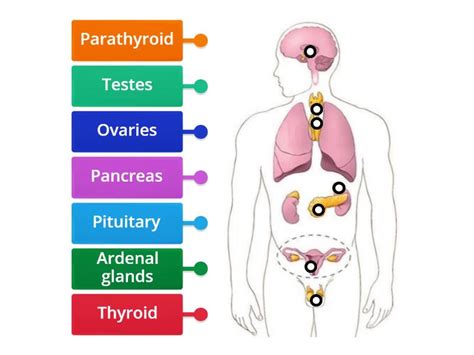 Endocrine Glands Labelled Diagram