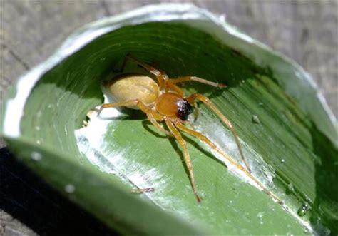 日本の危険生物40種身近にひそむ危険な生物 ailovei