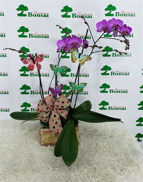 Details 300 arreglos de orquídeas naturales precios Abzlocal mx