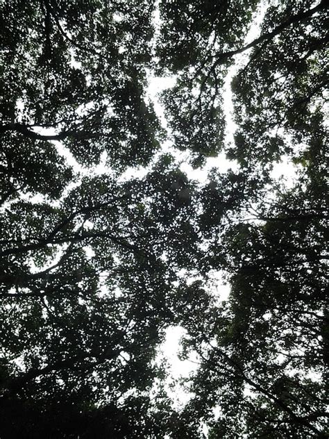 Hutan Pohon Foto Gratis Di Pixabay Pixabay