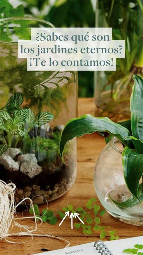 Conoces los jardines eternos Te contamos qué son sus cuidados y qué