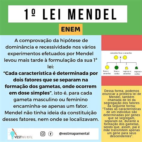 Vest Mapa Mental Assuntos Que Mais Caem No Enem Mema