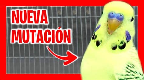 NUEVAS MUTACIONES DE PERIQUITOS AUSTRALIANOS 3 MUTACIONES