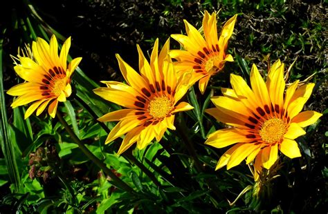 Gazanie Blommor Sommar Gratis foto på Pixabay Pixabay