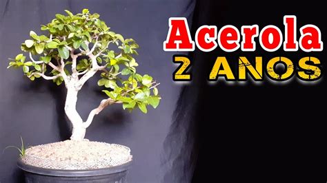 Bonsai De Acerola Como Fazer Bonsai De Acerola YouTube