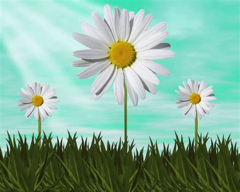 La Nature Plante Fleur Photo Gratuite Sur Pixabay Pixabay