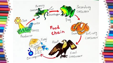 How To Draw A Diagram Of Food Chain Design Talk