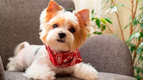 Qual a melhor raça de cachorro para apartamento Paulo Mauro