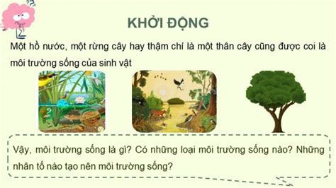 Tải giáo án Powerpoint KHTN 8 KNTT Bài 41 Môi trường và các nhân tố