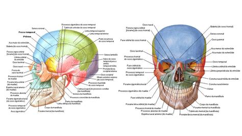 Anatomia Anatomia Da Cabe A E Pesco O Verloop Io