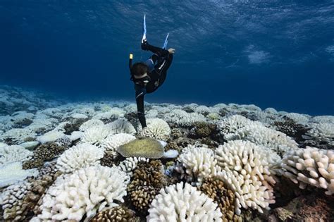 Les océans menacés par l exploitation minière des grands fonds marins
