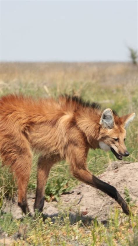 Avistaron un aguará guazú en La Pampa luego de 200 años de ausencia en