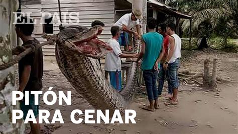 Actualizar 75 imagen pitón comiendo cocodrilo Abzlocal mx