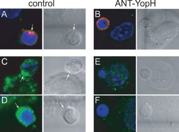 Yoph Prevents The Formation Of An Immune Synapse With Lck Recruitment