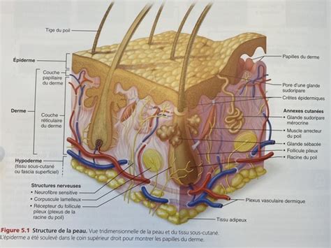 Syst Me T Gumentaire Et Circulatoire Bloc Flashcards Quizlet