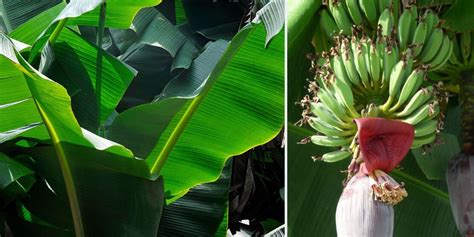 Como plantar bananeira passo a passo para não errar