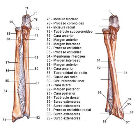 Huesos Del Brazo
