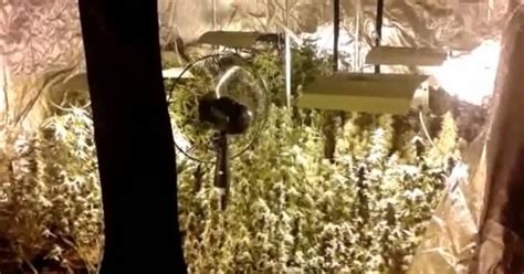 W Poznaniu Zlikwidowano Dwie Plantacje Konopi Indyjskich