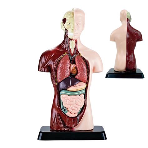 Modelo De Anatomia Do Corpo Humano Torso 6 Partes Peças Removíveis