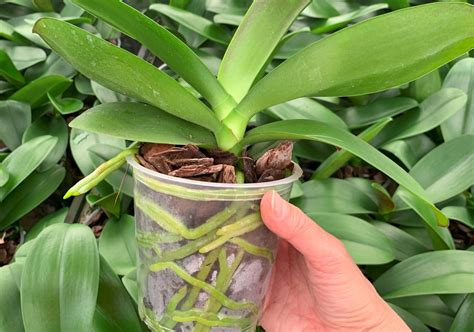 Como cuidar de orquídeas no vaso de plástico