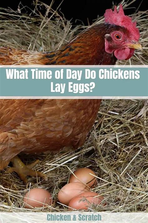 Is It Painful For Chickens To Lay Eggs