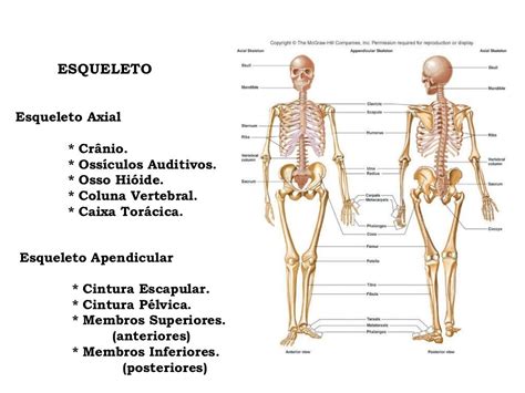 Anatomia Y Fisiologia Del Aparato Locomotordocx
