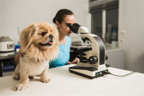 Diagnóstico por Imagem para a Prática Veterinária Mongaguá
