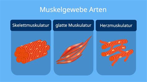 Gewebearten menschliches Gewebe im Überblick mit Video