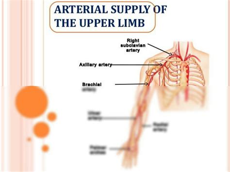 SOLUTION Blood Supply Veinous And Lymphatic Drainage Of The Upper Limb