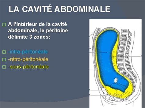 LA CAVITE ABDOMINALE ET SES PAROIS PLAN DU
