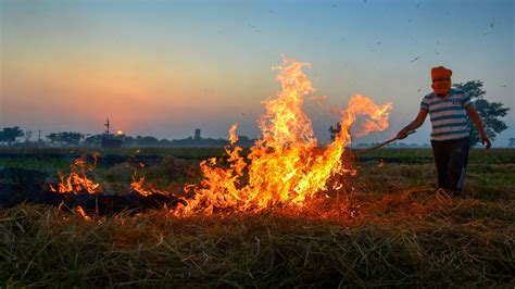 Punjab Records Over 600 Farm Fires As Farmers Continue Stubble Burning