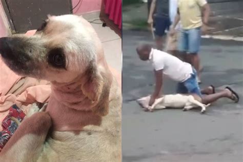 Cachorro atacado por pit bull e salvo por PM está bem diz família