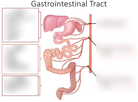 Gi Tract Arterial Supply Diagram Quizlet