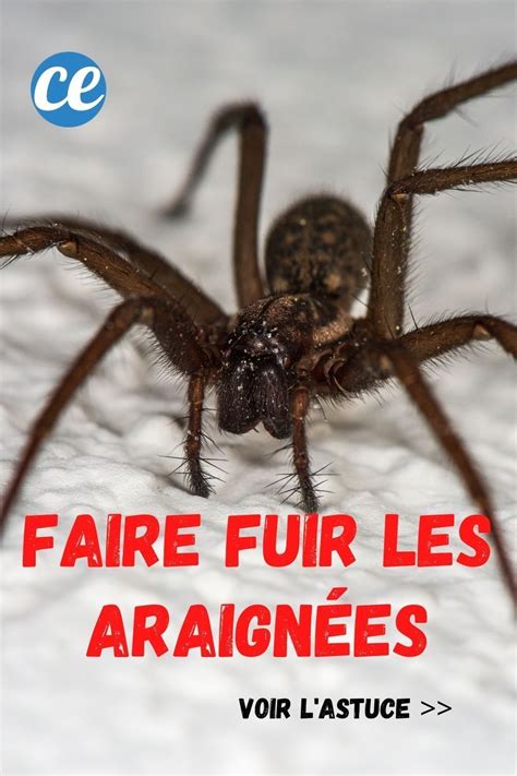 Cest linvasion des araignées à la maison Vous voulez un répulsif