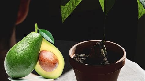 Huerto Urbano C Mo Germinar El Hueso De Aguacate Gu A B Sica De