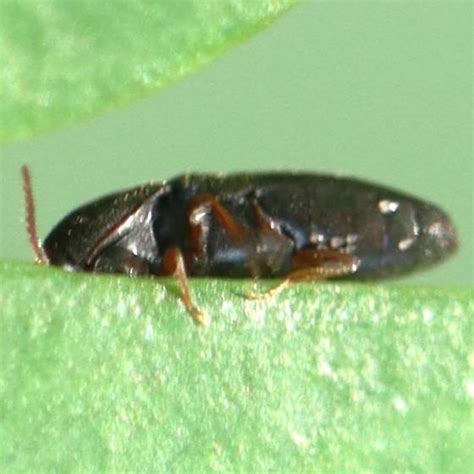 Small Black False Click Beetle Ventral BugGuide Net