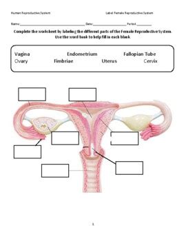 Female Reproductive System Worksheet By Science And Biology Resources