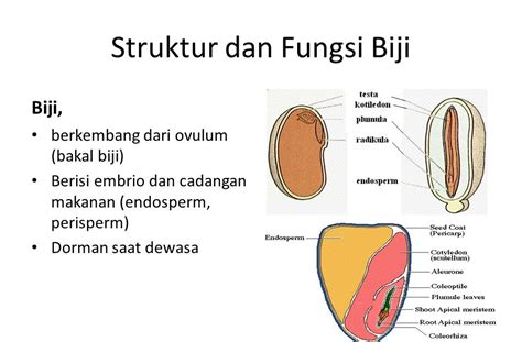 Ide Terbaru Struktur Biji Dikotil Dan Monokotil