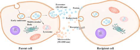 The Biogenesis And Cell Uptake Of Small Extracellular Vesicles SEVs